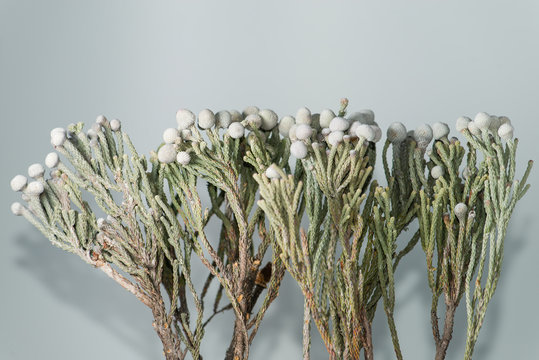 African Silver Brunia