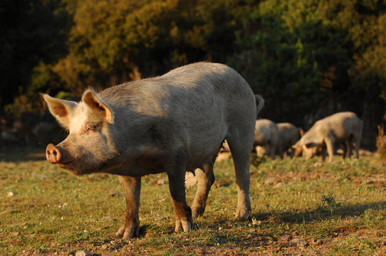 64 MEILLEURES "Cochon Sauvage" IMAGES, PHOTOS ET ILLUSTRATIONS ...