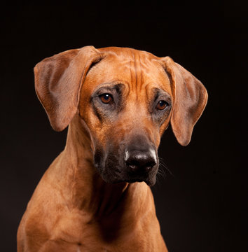 Rhodesian Images – Browse 13,273 Stock Photos, Vectors, and Video ...