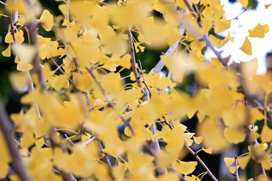 รูปภาพGinco – เลือกดูภาพถ่ายสต็อก เวกเตอร์ และวิดีโอ1,619 | Adobe Stock