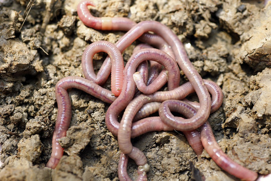 「Anguine」の写真素材 | 975件の無料イラスト画像 | Adobe Stock