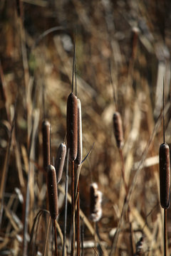 Cattails Images – Browse 24,109 Stock Photos, Vectors, and Video ...