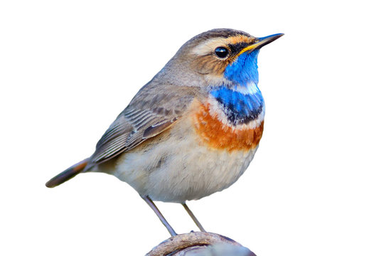 "Luscinia Svecica" Images – Browse 5,744 Stock Photos, Vectors, and ...