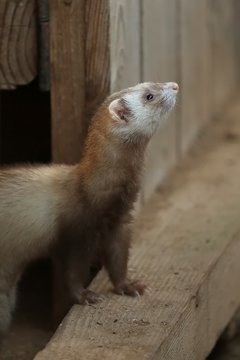 Furette Images – Browse 47 Stock Photos, Vectors, and Video | Adobe Stock