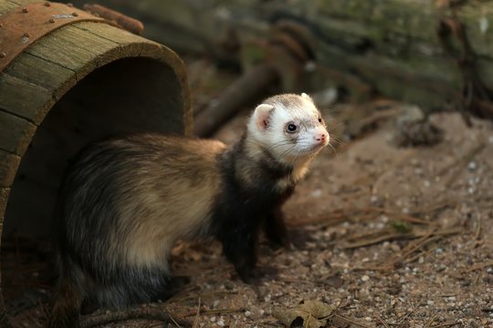 Furette Images – Browse 47 Stock Photos, Vectors, and Video | Adobe Stock