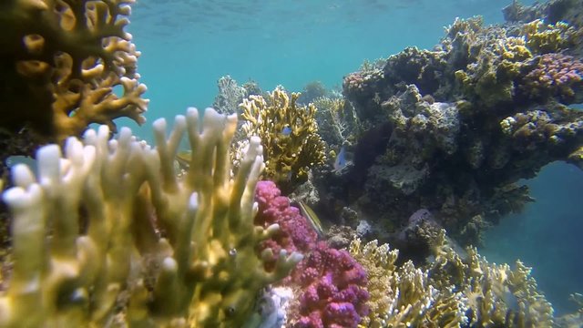 Imagens de Riff – Explore Fotografias do Stock, Vetores e Vídeos de ...