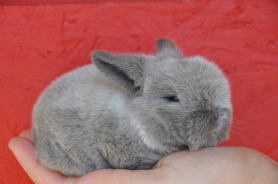 Nhd Images – Browse 248 Stock Photos, Vectors, and Video | Adobe Stock