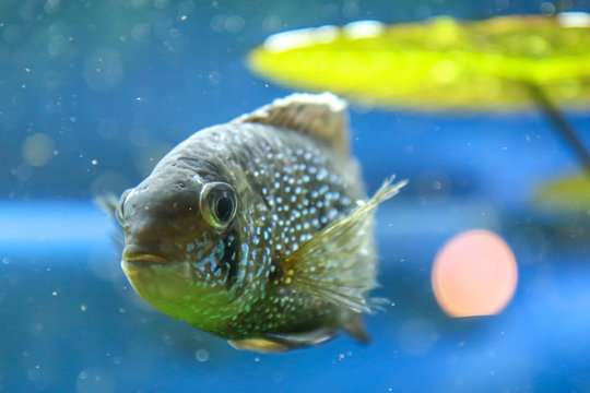 รูปภาพSeebarsch – เลือกดูภาพถ่ายสต็อก เวกเตอร์ และวิดีโอ112 | Adobe Stock