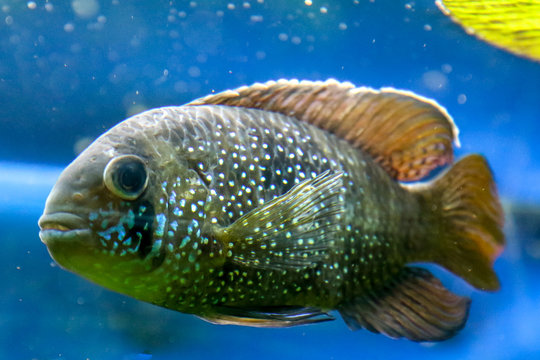 รูปภาพSeebarsch – เลือกดูภาพถ่ายสต็อก เวกเตอร์ และวิดีโอ112 | Adobe Stock