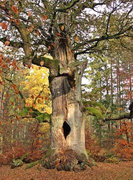 Huteeiche Bilder – Durchsuchen 84 Archivfotos, Vektorgrafiken und ...