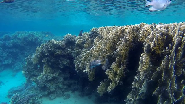 Obrázky Riff – procházejte fotografie, vektory a videa 26,068 | Adobe Stock