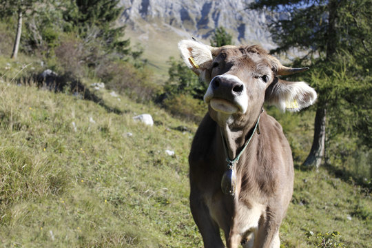 รูปภาพVacca – เลือกดูภาพถ่ายสต็อก เวกเตอร์ และวิดีโอ2,077 | Adobe Stock