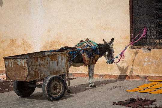 Donk Images – Browse 145 Stock Photos, Vectors, and Video | Adobe Stock