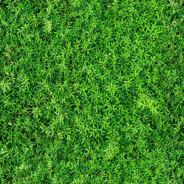 Repeating Grass Texture Images – Browse 18,331 Stock Photos, Vectors ...