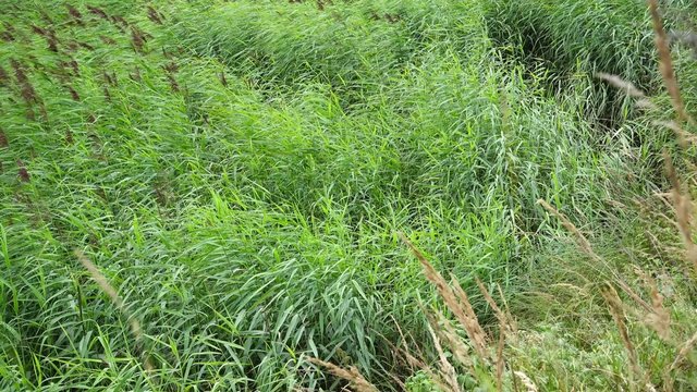 "Marsh Reeds" Images – Browse 122 Stock Photos, Vectors, and Video ...