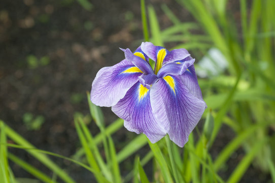 "Japanese Iris" Images – Browse 1,118 Stock Photos, Vectors, and Video ...