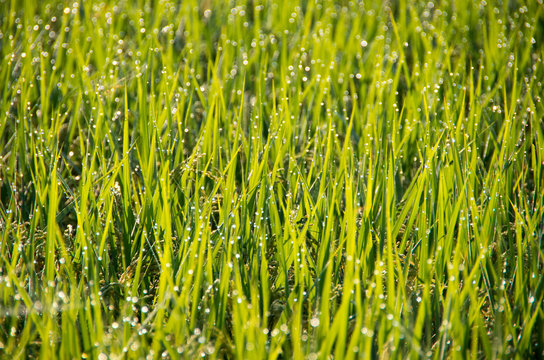 Raice Images – Browse 37 Stock Photos, Vectors, and Video | Adobe Stock