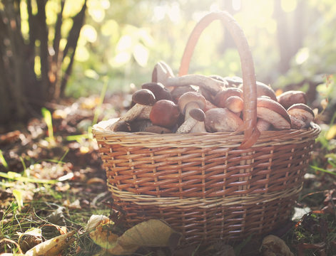 รูปภาพBusket – เลือกดูภาพถ่ายสต็อก เวกเตอร์ และวิดีโอ2,561 | Adobe Stock