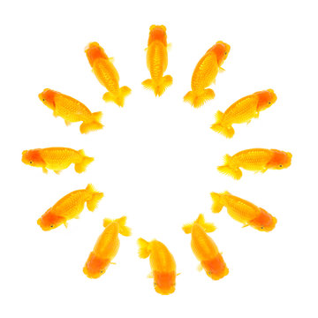 Ranchu Images – Browse 998 Stock Photos, Vectors, and Video | Adobe Stock