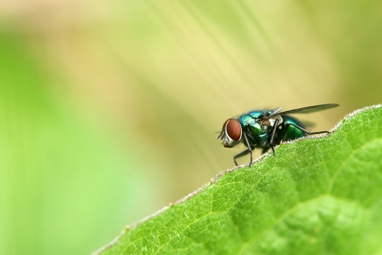 รูปภาพToadfly – เลือกดูภาพถ่ายสต็อก เวกเตอร์ และวิดีโอ13 | Adobe Stock