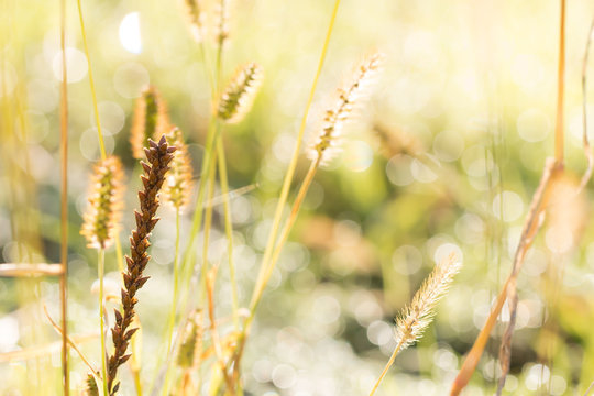 Netural Images – Browse 433 Stock Photos, Vectors, and Video | Adobe Stock