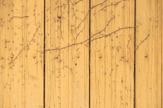 Ockerfarben bilder – Bläddra bland 301 stockfoton, vektorer och videor ...