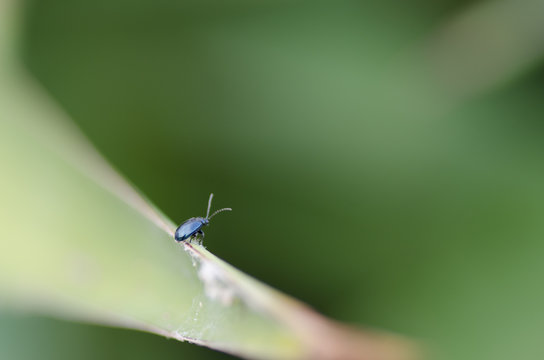 Imagens de Asomado – Explore Fotografias do Stock, Vetores e Vídeos de ...