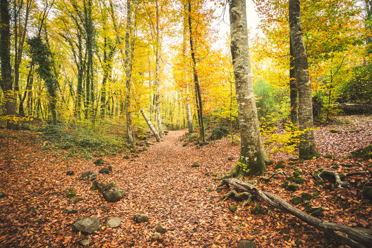 Many Paths