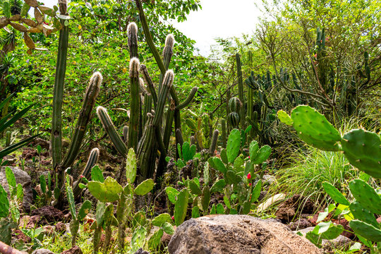 Imágenes de Captus: descubre bancos de fotos, ilustraciones, vectores y ...