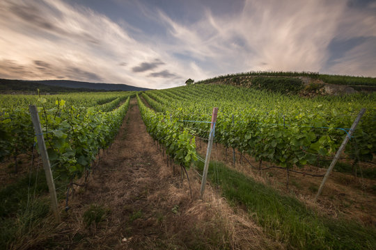 Vignes Bilder – Durchsuchen 20,424 Archivfotos, Vektorgrafiken und ...