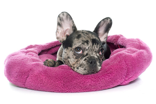 Baslet Images – Browse 63 Stock Photos, Vectors, and Video | Adobe Stock