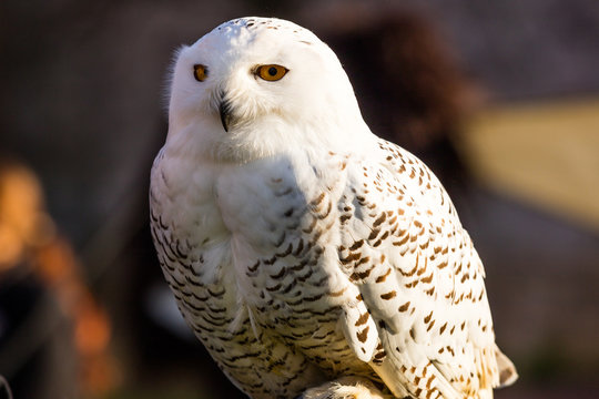「Schnee-Eule」の画像 - 1,056 件の Stock 写真、ベクターおよびビデオ | Adobe Stock