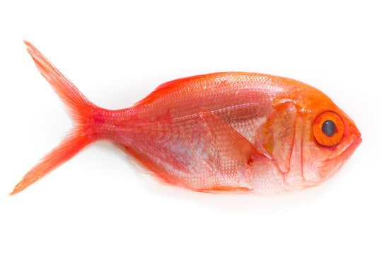 Palometa Images – Browse 102 Stock Photos, Vectors, and Video | Adobe Stock