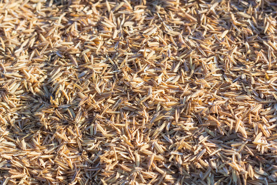 รูปภาพChaff – เลือกดูภาพถ่ายสต็อก เวกเตอร์ และวิดีโอ56,181 | Adobe Stock