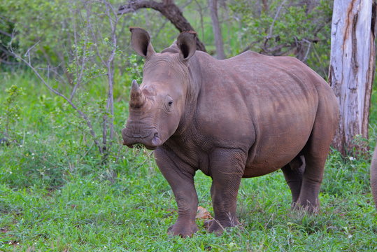 「Braconnier」の写真素材 | 196件の無料イラスト画像 | Adobe Stock
