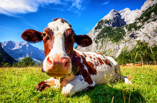 "Eng Alm"-Bilder: Stock-Fotos & -Videos. | Adobe Stock