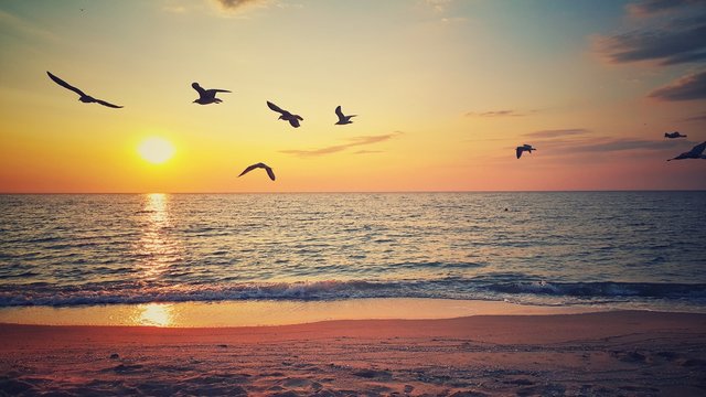 Birds Flying Beach Images – Browse 453,231 Stock Photos, Vectors, and ...