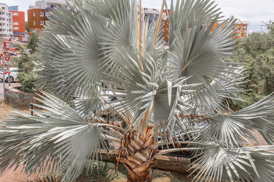 「Lataniers」の写真素材 | 39件の無料イラスト画像 | Adobe Stock