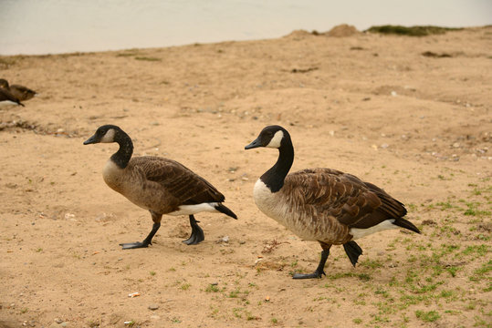 Wildenten Bilder – Durchsuchen 1,728 Archivfotos, Vektorgrafiken und ...