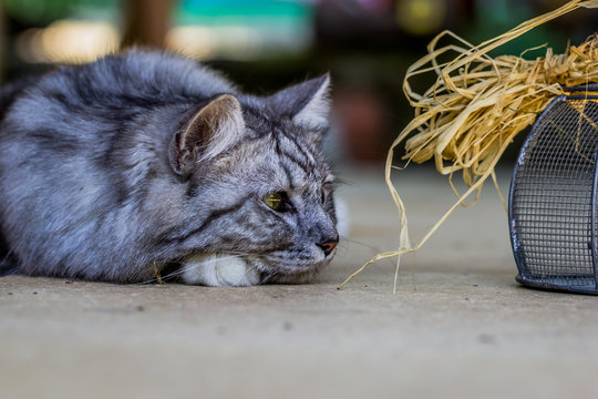 รูปภาพRonronne – เลือกดูภาพถ่ายสต็อก เวกเตอร์ และวิดีโอ109 | Adobe Stock