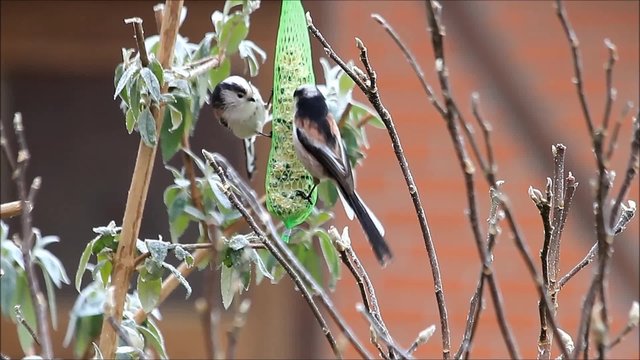 "Fat Food" Bilder – Durchsuchen 1,996 Archivfotos, Vektorgrafiken und ...