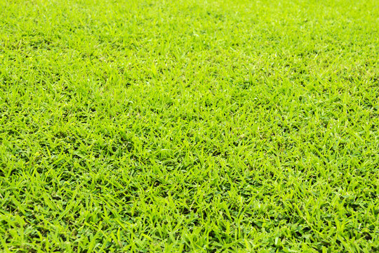 "Meadow Texture" Images – Browse 94 Stock Photos, Vectors, and Video ...