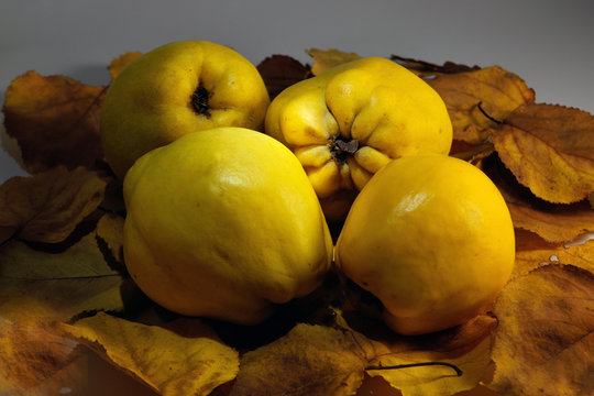 Ayva Images – Browse 188 Stock Photos, Vectors, and Video | Adobe Stock