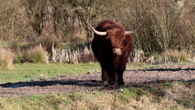 Wooly Images – Browse 65,274 Stock Photos, Vectors, and Video | Adobe Stock