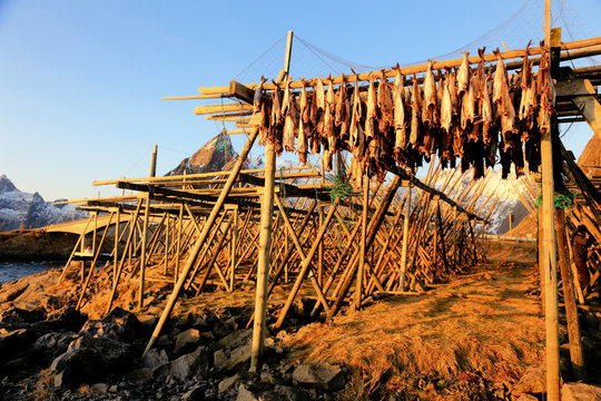 Trofia Images – Browse 51 Stock Photos, Vectors, and Video | Adobe Stock