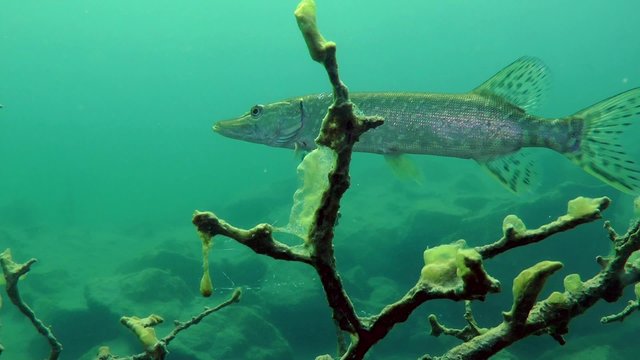 "Northern Pike" Images – Browse 8,914 Stock Photos, Vectors, and Video ...