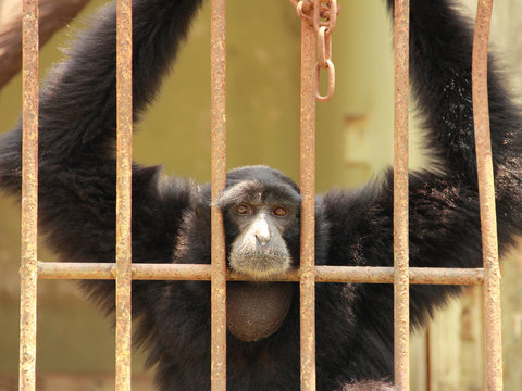 Hurt Zoo Animal Bilder – Durchsuchen 979 Archivfotos, Vektorgrafiken ...