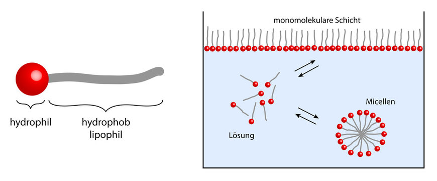 Amphiphil Images – Browse 4 Stock Photos, Vectors, and Video | Adobe Stock