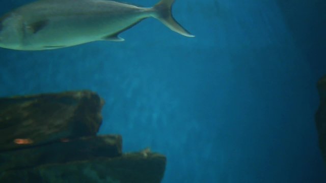 Ari Bilder – Durchsuchen 9,305 Archivfotos, Vektorgrafiken und Videos ...