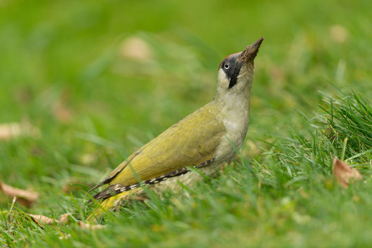 รูปภาพErdspecht – เลือกดูภาพถ่ายสต็อก เวกเตอร์ และวิดีโอ187 | Adobe Stock